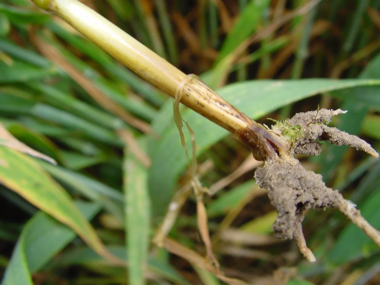 Zgorzel podstawy źdźbła i korzeni - Agrobiotics